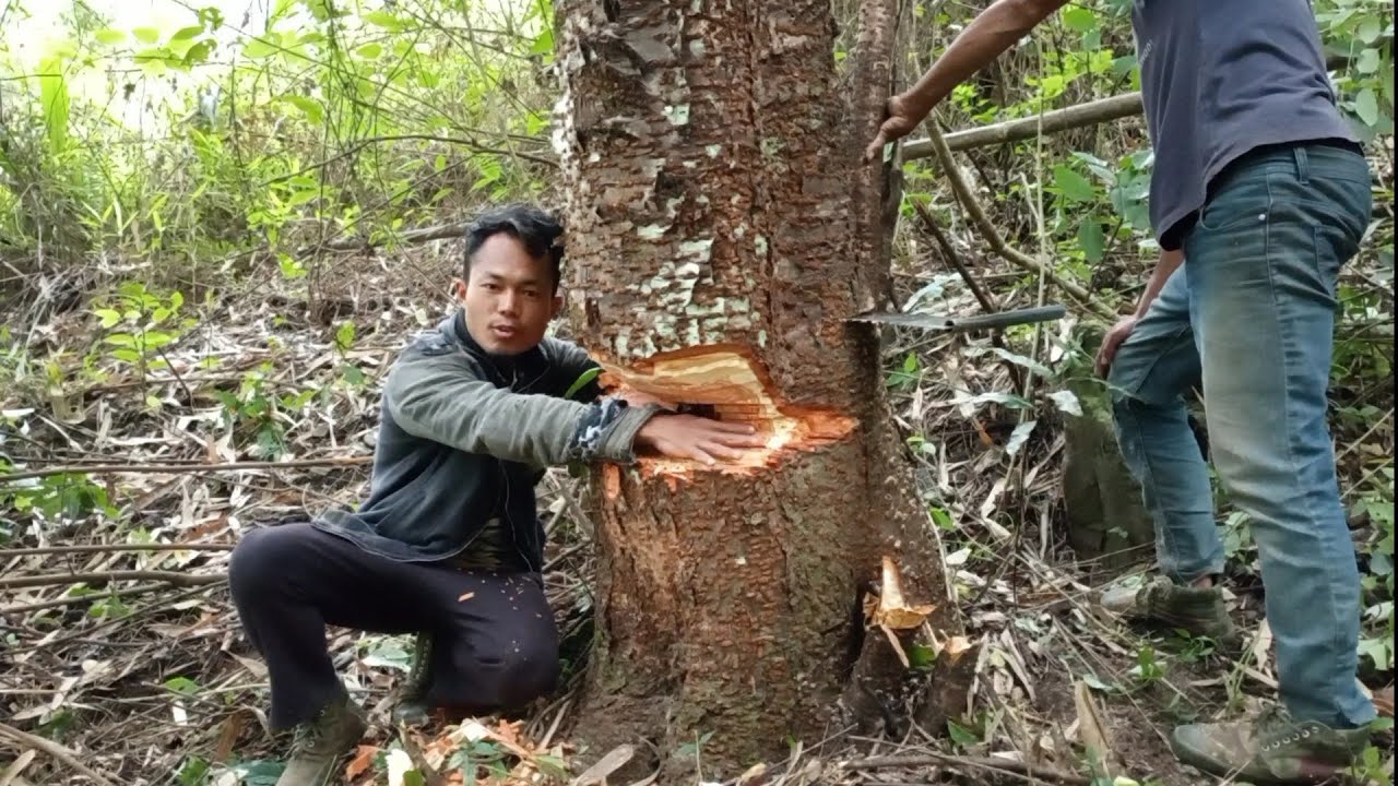 cutting tree || ANGKUR MARAK - YouTube