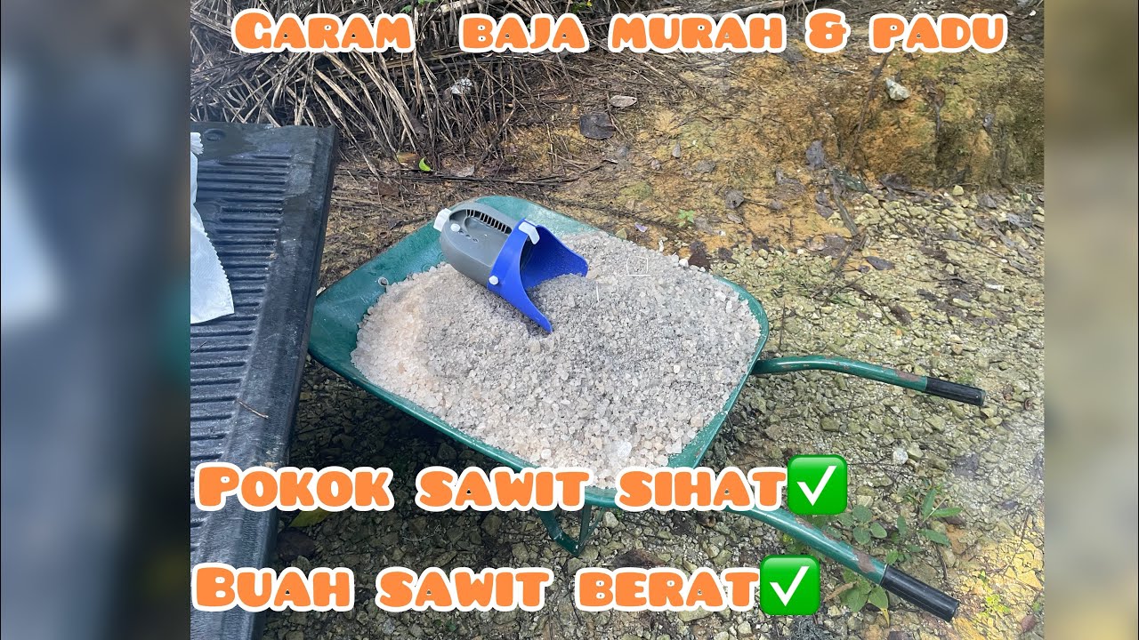 Menabur Garam Kotor untuk Suburkan Pokok Kelapa Sawit Buah Padu Pokok ...
