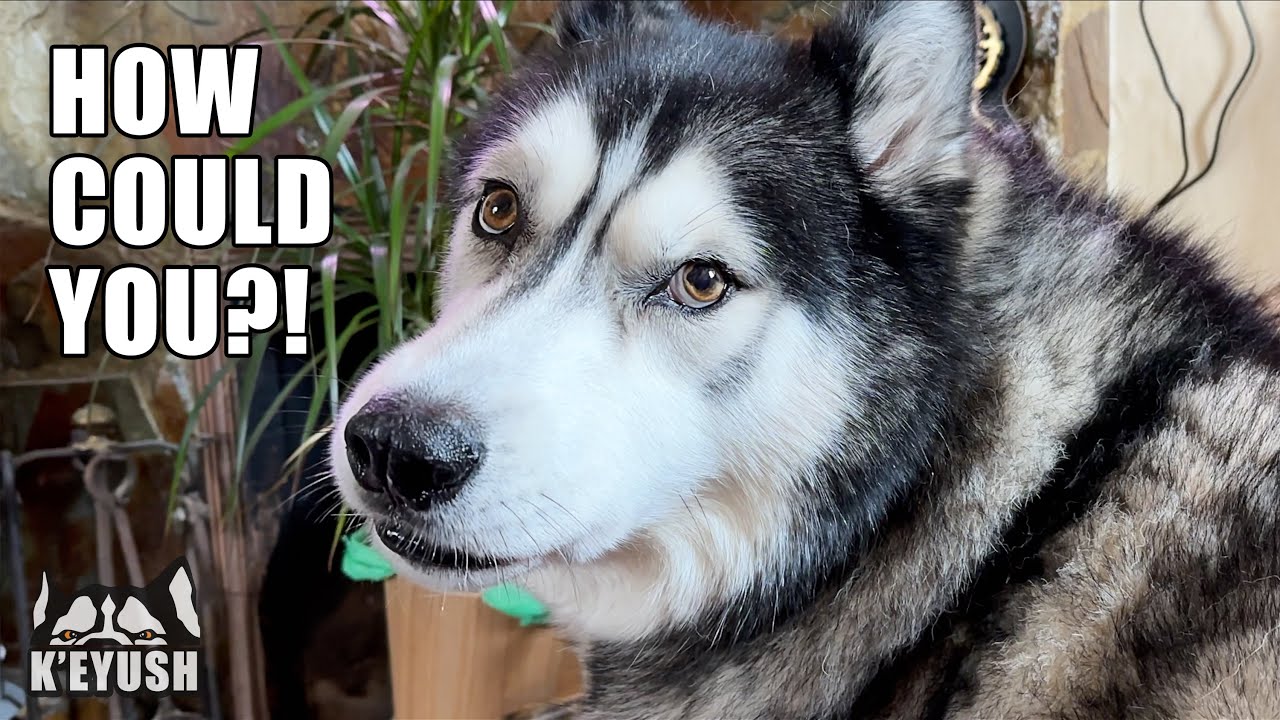 Grumpy Husky Made Me Feel Bad For What I did! - YouTube