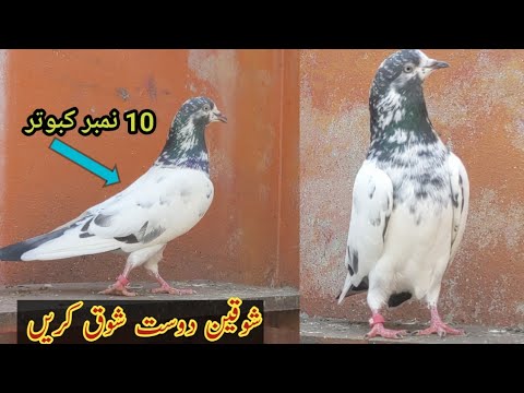 Ch.sakhi Blood Line Patha Pathi | 0300-4644-338 Riaz@Ustadmianmoshi ...