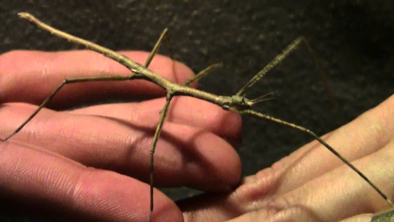 Carausius morosus - YouTube