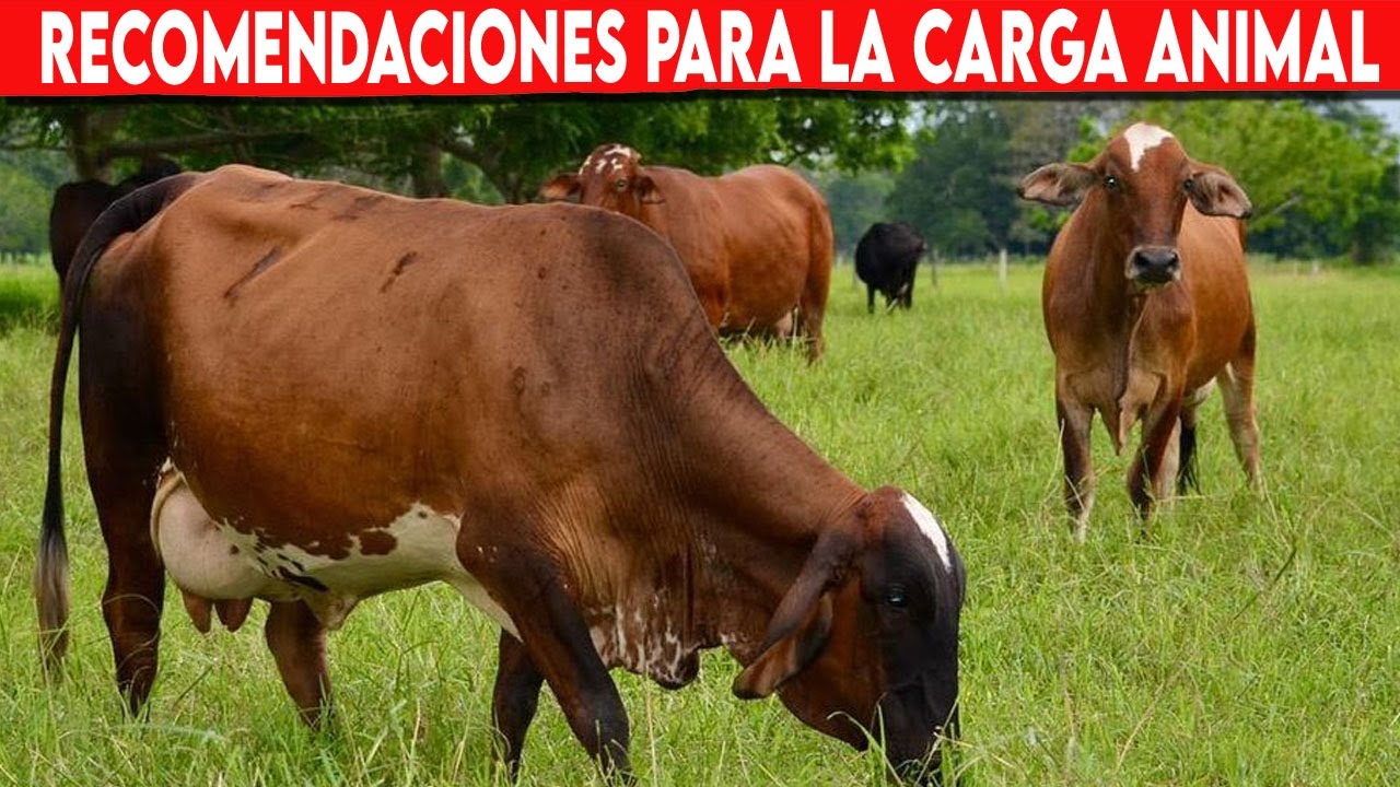 🔴 RECOMENDACIONES Para La CARGA ANIMAL Vacas Lecheras - YouTube