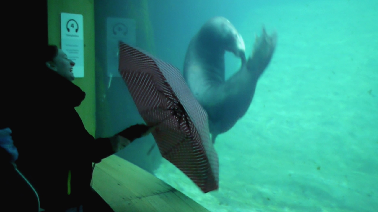Adorable Sea Lion Performing Tricks With Umbrella - YouTube