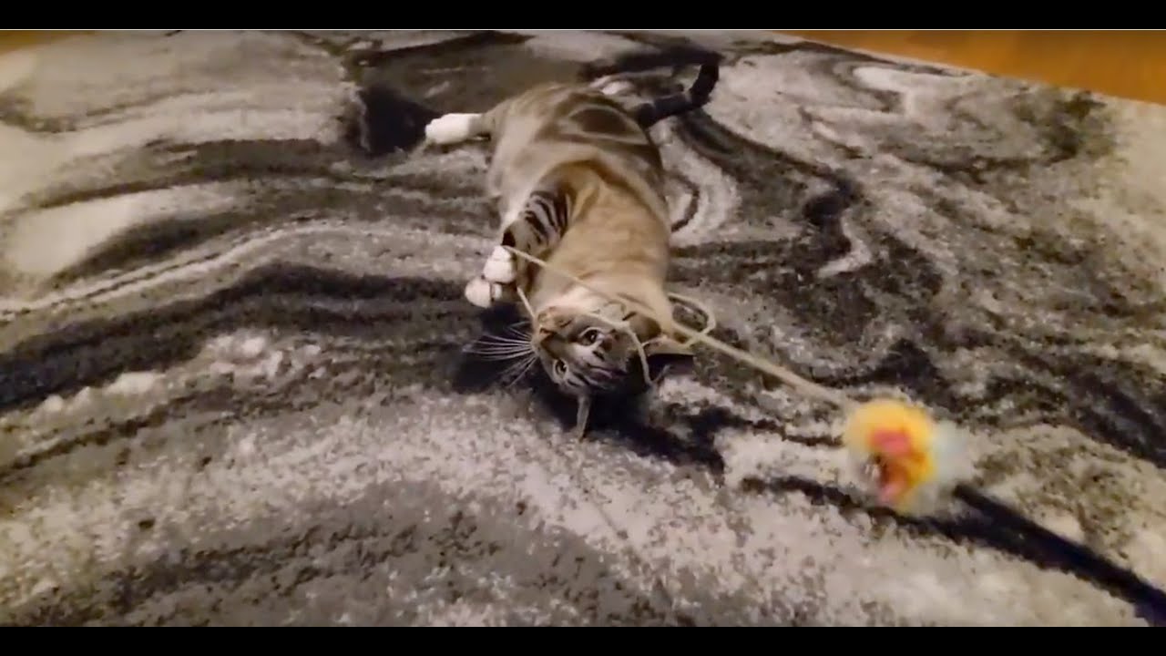 Cat dental flossing with jute rope - YouTube