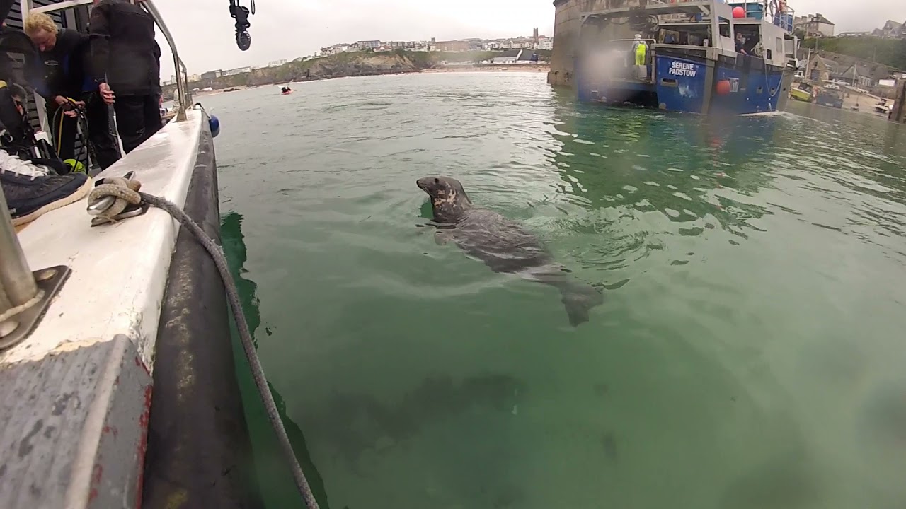 Cornwall diving 27 July 2021 seal - YouTube