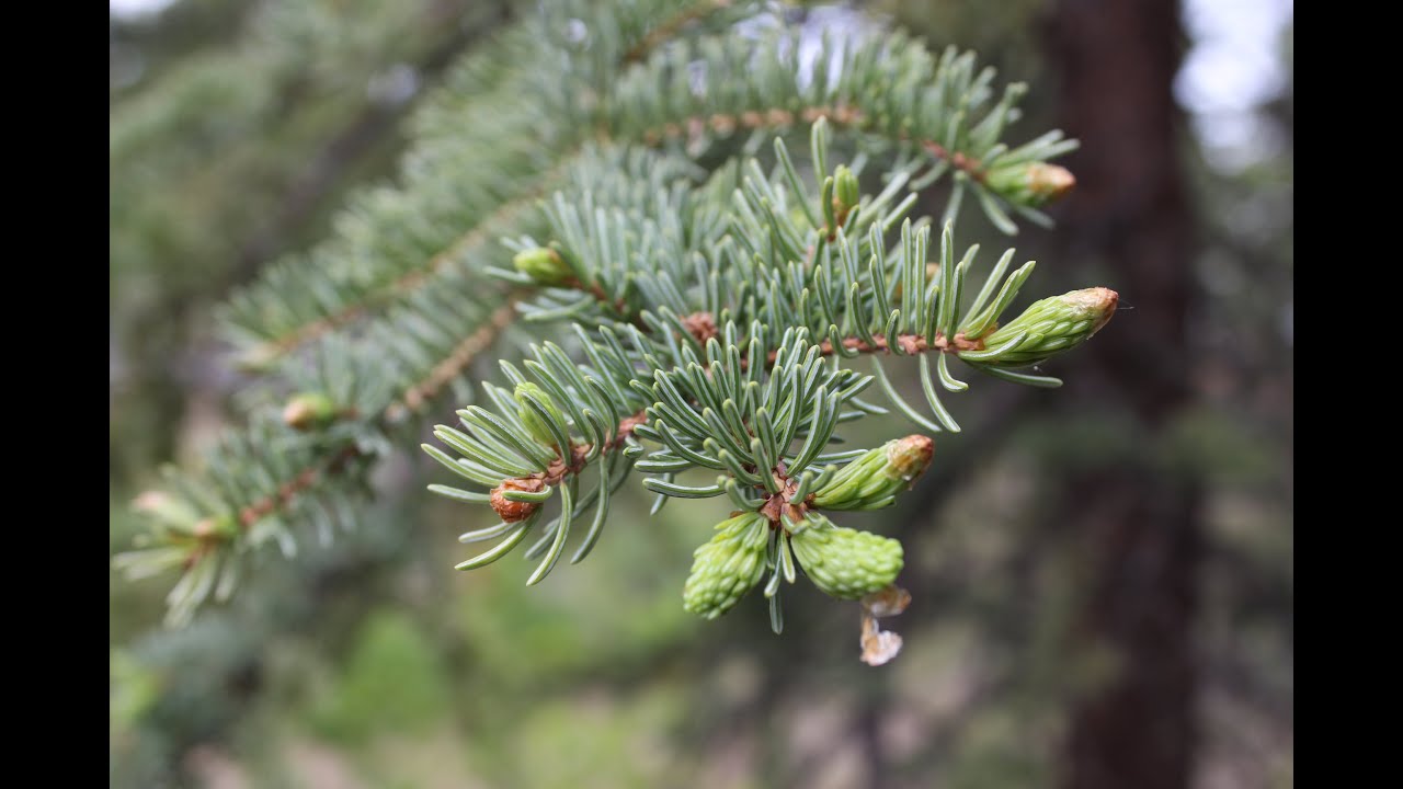 Spruce Tip Salt - YouTube