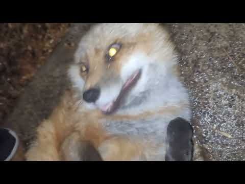 He's a brat who steals rats