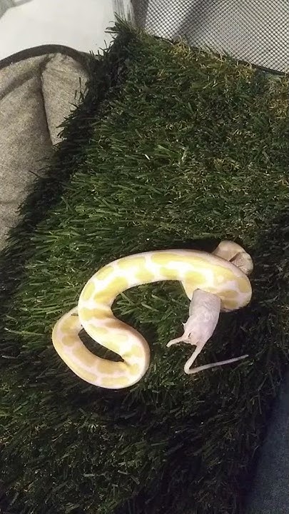 Albino ball python feeding - YouTube