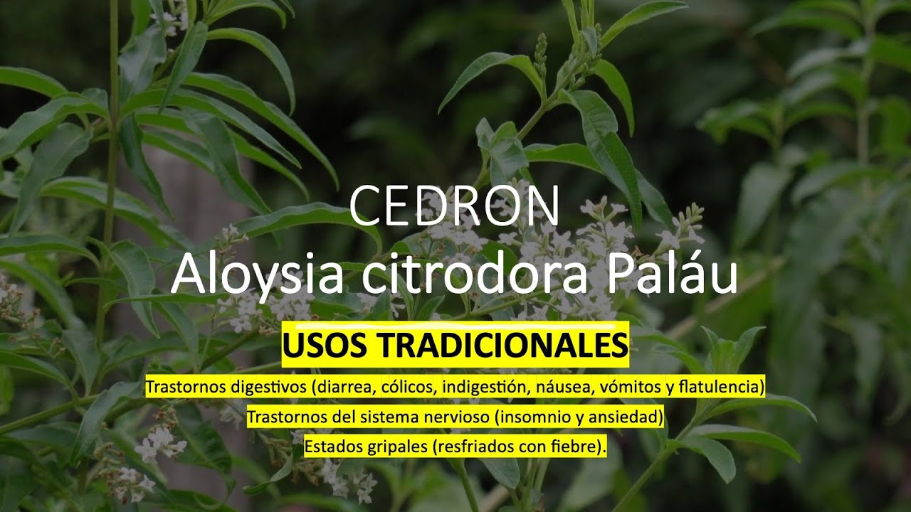 Cedron | PARA QUE SIRVE (plantas medicinales) - YouTube