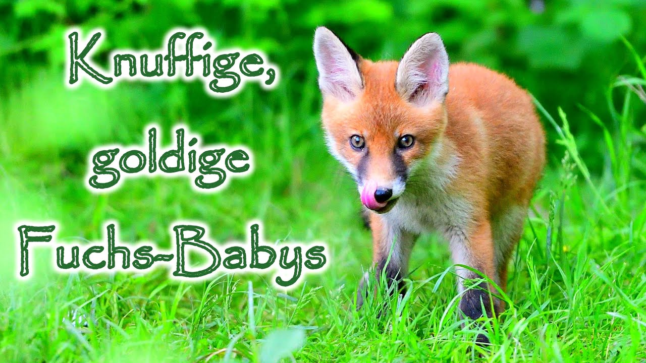 Knuffige, goldige, süsse Fuchs-Babys in freier Natur! Zum ...