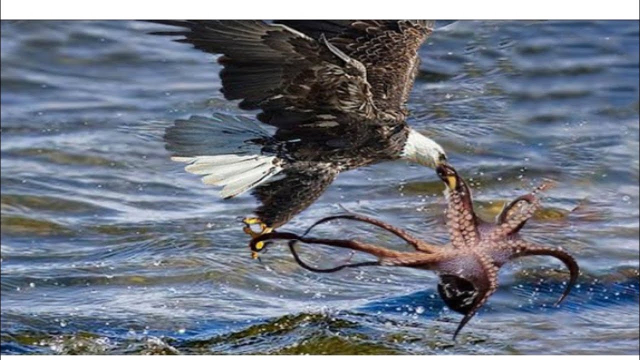 When Eagle dies whil Hunting Octopus in the Ocean. - YouTube