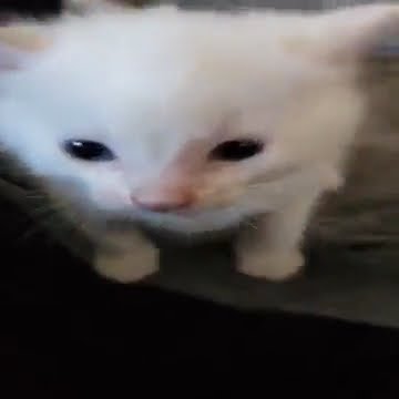 Herbert explodes - YouTube