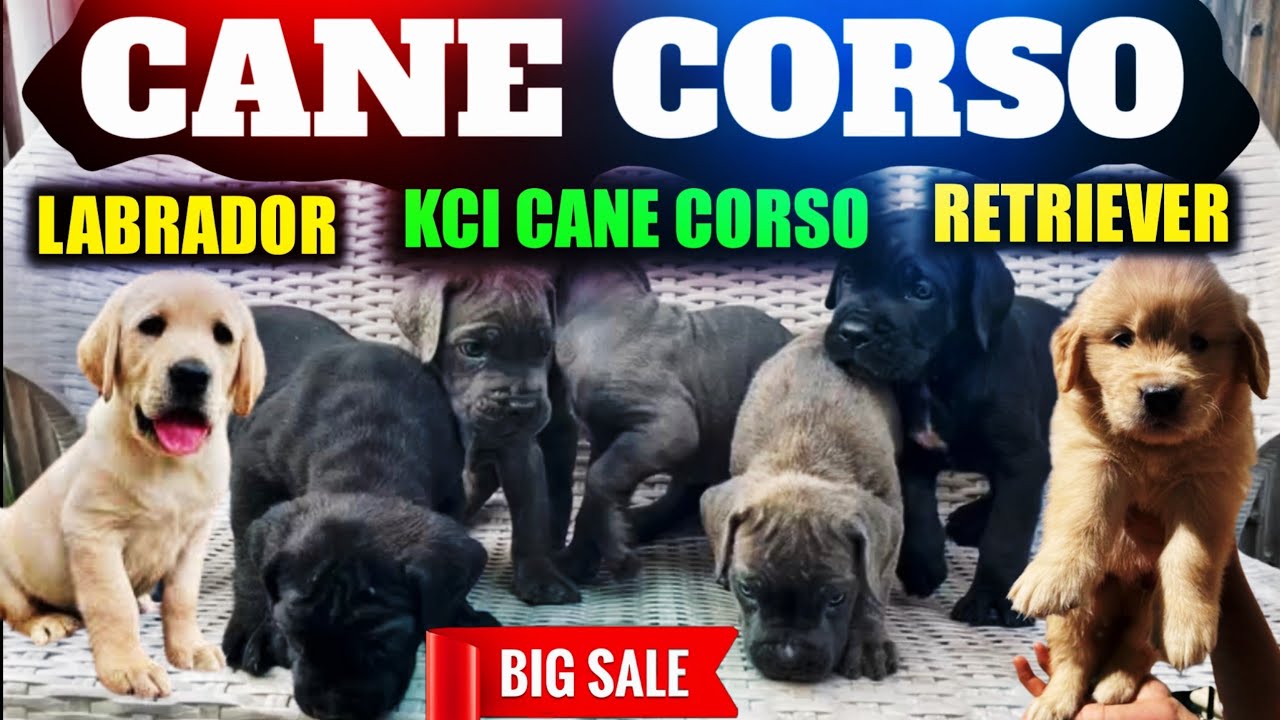 Blue kci Cane corso puppies | Labrador puppies | golden retriever ...