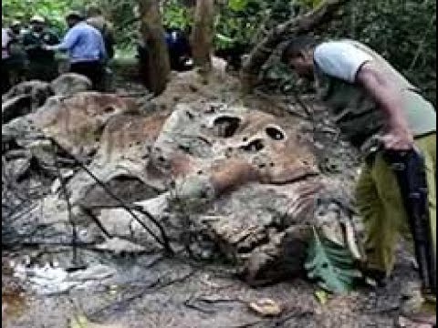 Notorious tusker "Dala Puttuwa" found dead in Pallekele reserve ...