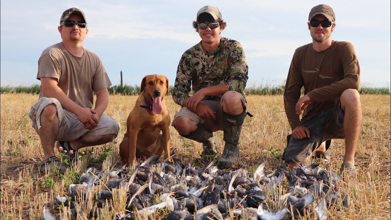 Pigeon Hunting *48 BIRDS* - YouTube