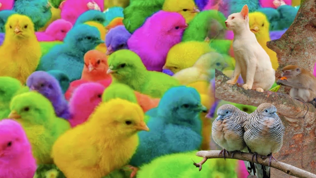 Tangkap Ayam Warna Warni, Ayam Reborn, Ayam Teletubbies, Bebek, Marmut ...