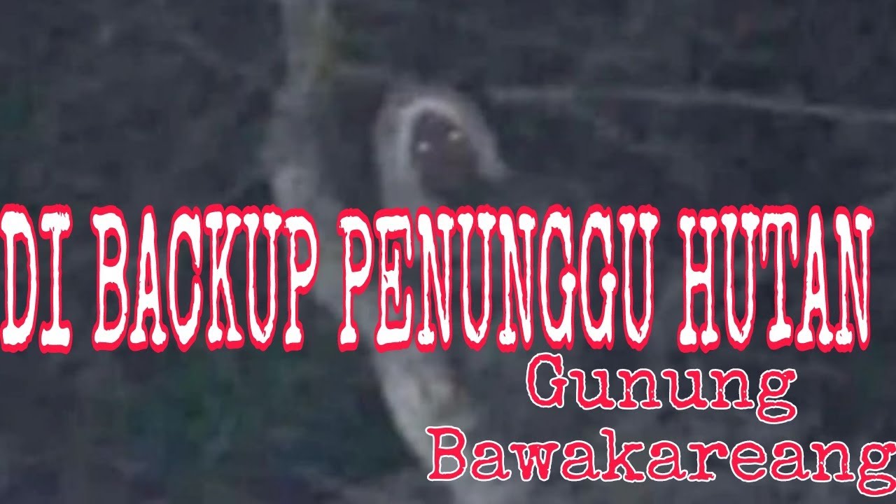 PENUNGGU HUTAN GUNUNG BAWAKAREANG - YouTube