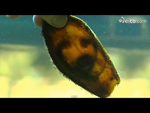 El primer tiburón ''bambu'' que nacerá en cautividad lo hará en ...