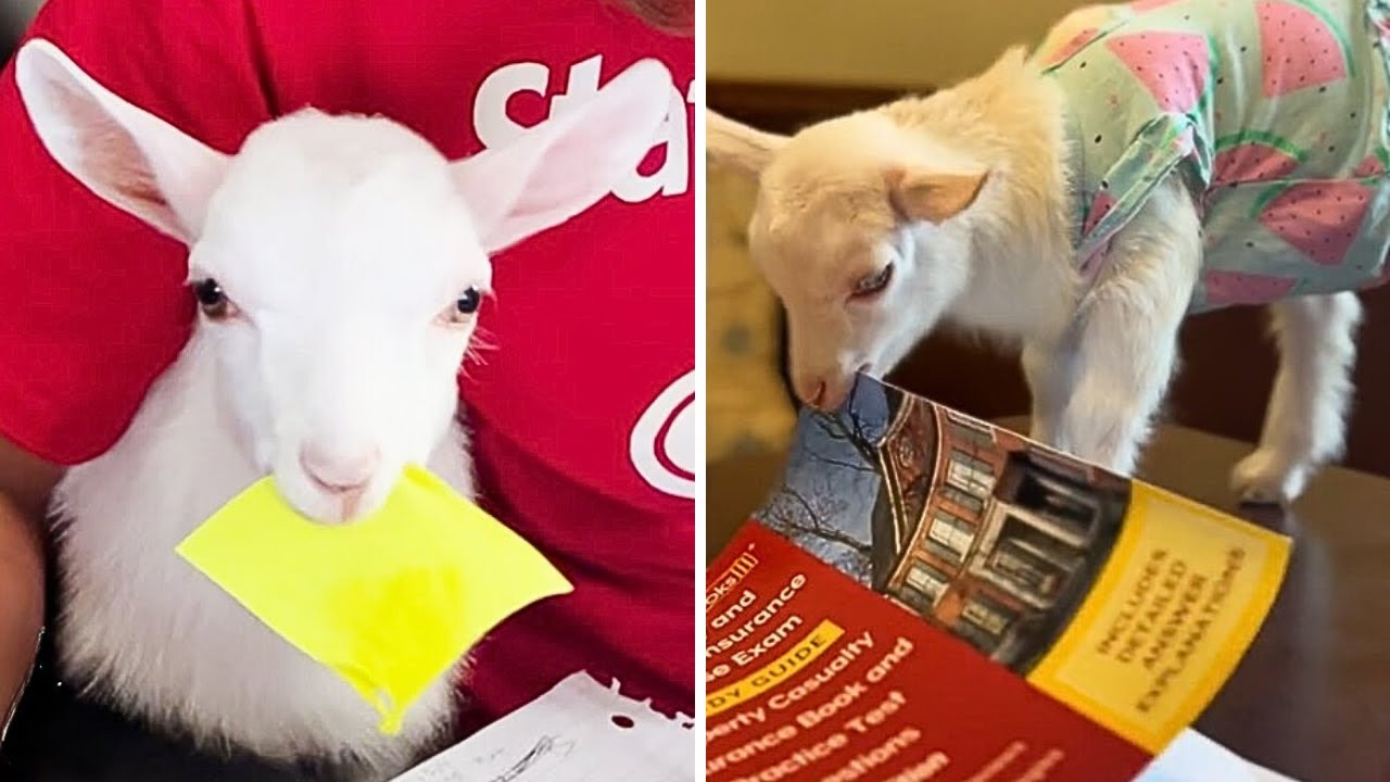 Here is the first goat that works in an insurance company - YouTube