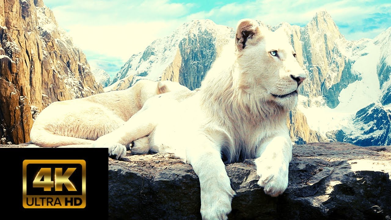 animal planet 4k ultra HD - YouTube