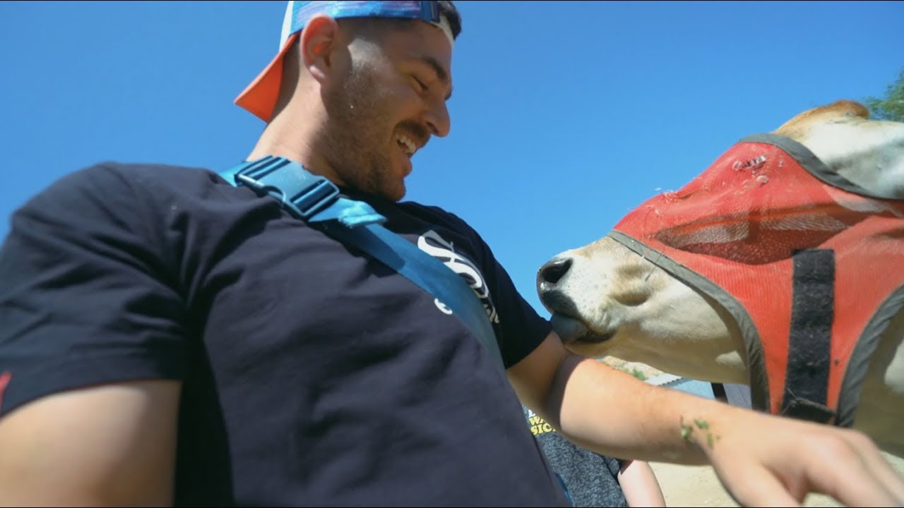 i spent a day with cows and it was amazing - YouTube