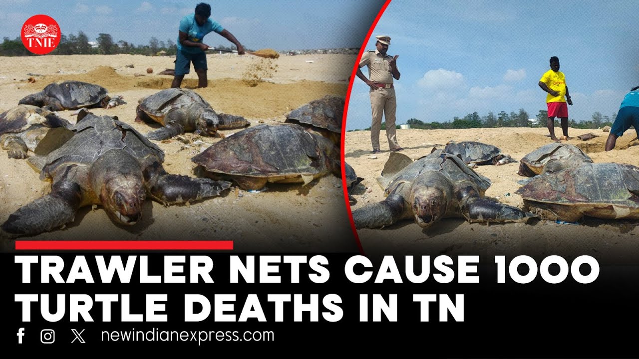 Trawler nets cause unprecedented loss of 1000 turtles along Tamil Nadu ...