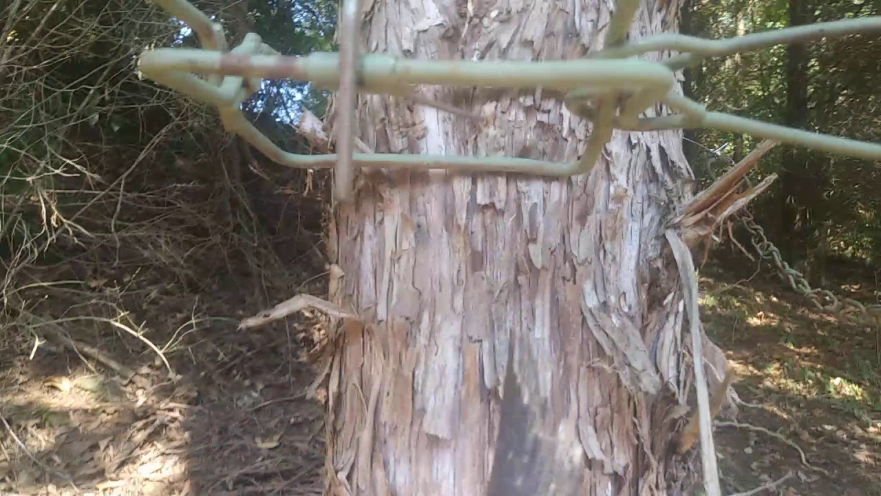 How to set a 110 conibear trap in a tree for squirrels - YouTube