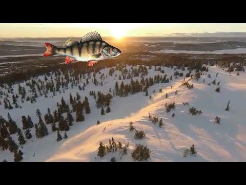 Flying Fish Meme! - YouTube