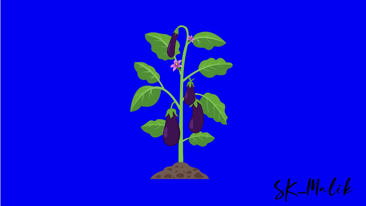 plant Brinjal Blue Screen - YouTube