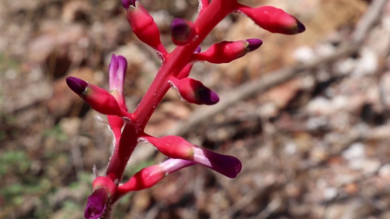 Flor do Caroá - YouTube