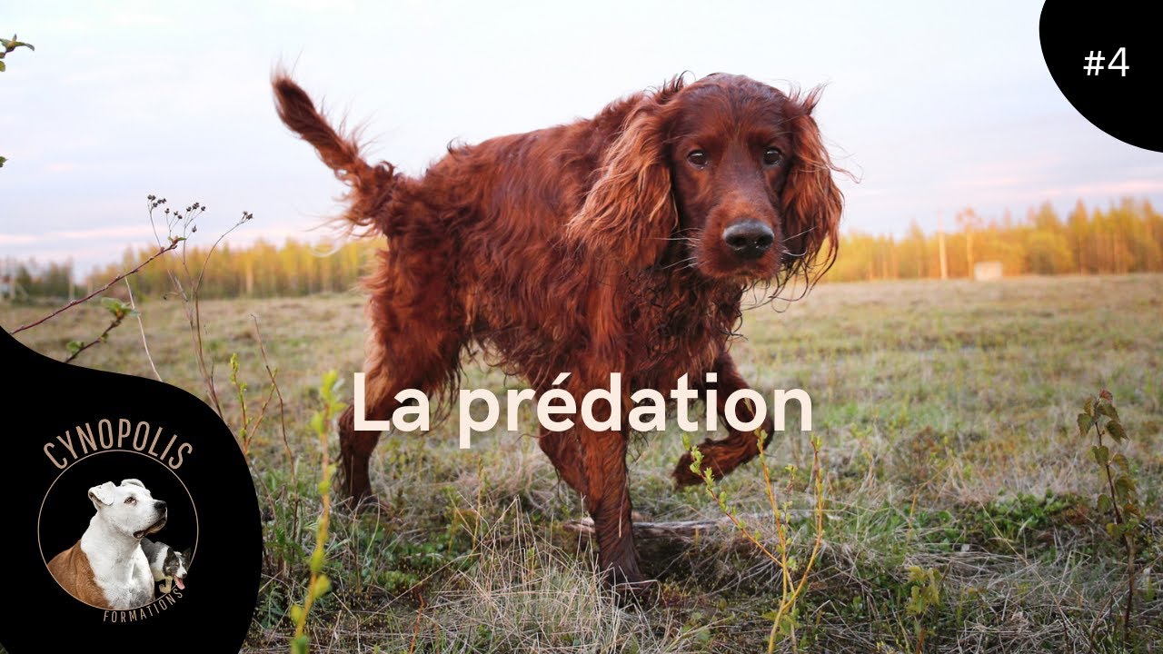🐾 La prédation chez le chien : formation en ligne sur cynopolis.fr 🐾 ...