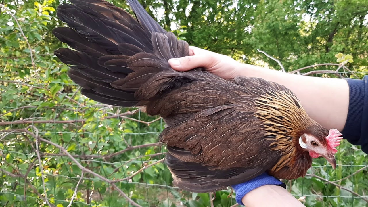 Gaina rasa Phoenix - scurtă prezentare - YouTube