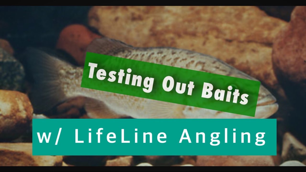 Testing Out Fish Bait Feat. LifeLine Angling - YouTube