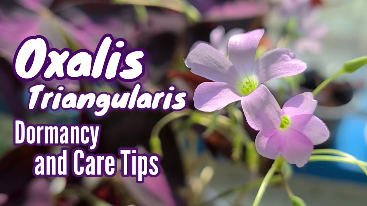 Oxalis Triangularis | Dormancy and Care Tips - YouTube