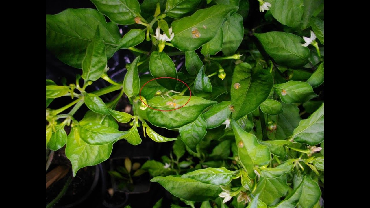Wiri wiri pepper plants progress & a green spider - BC Canada - YouTube