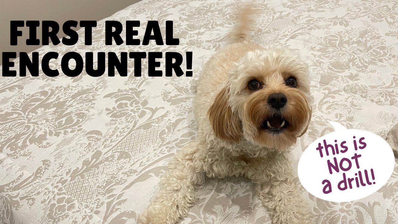 My Cavapoo Puppy FINALLY Sees a Cat for the First Time in Portugal! - YouTube