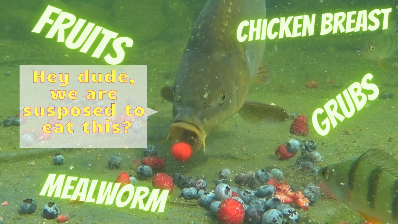 # 2 SERIOUS fish eat FUNNY things - MUST SEE! - YouTube