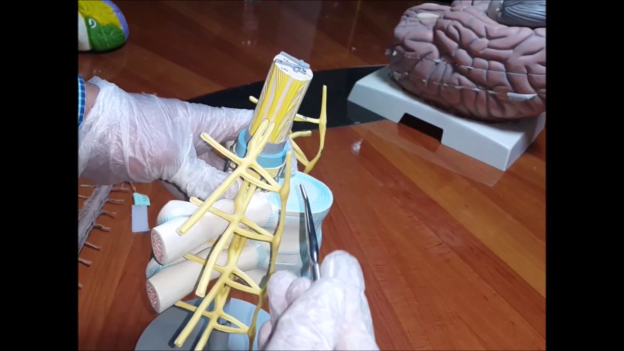 Anatomy of the Spinal cord || Lab demo || Dr. Yusuf || - YouTube
