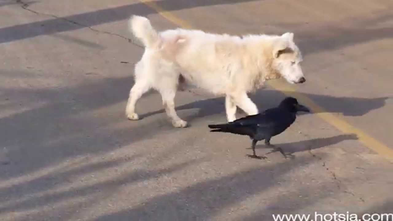 amazing Buddy Crow & Dog(หมาเป็นเพื่อนกะอีกา) - YouTube