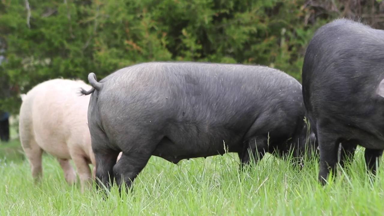 Pigs on Pasture May 2016 - YouTube
