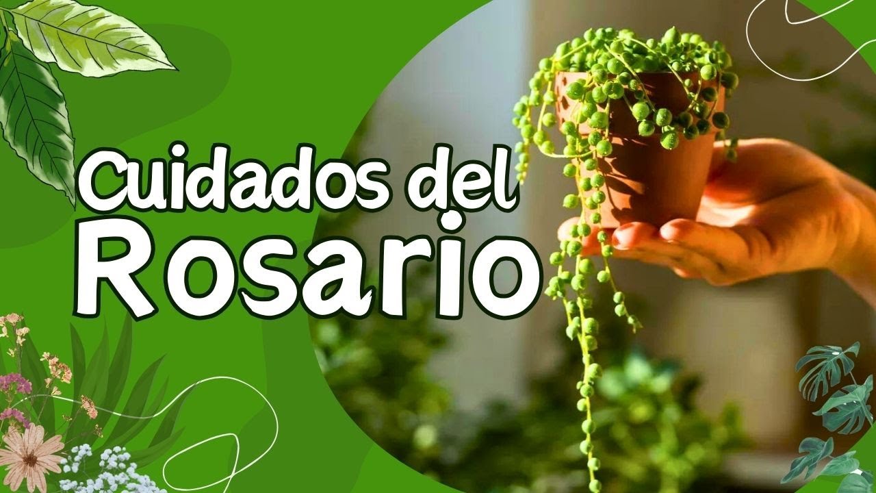 Cuidados del Senecio Rowleyanus o Planta Rosario. Guía Completa para ...