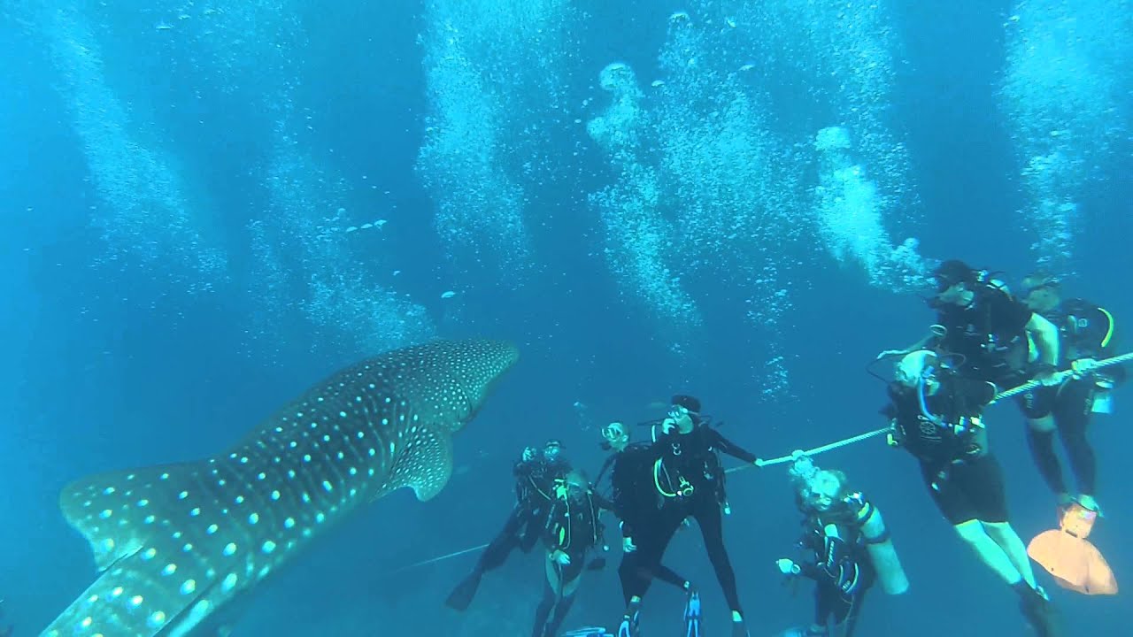 Curious whale shark watches divers doing safety stop - YouTube