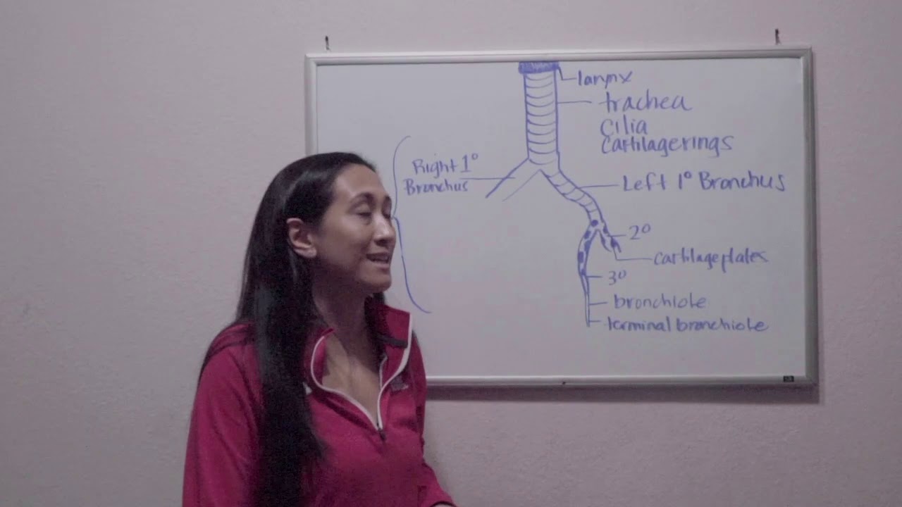 The Pathway that Oxygen Takes Through the Body - YouTube