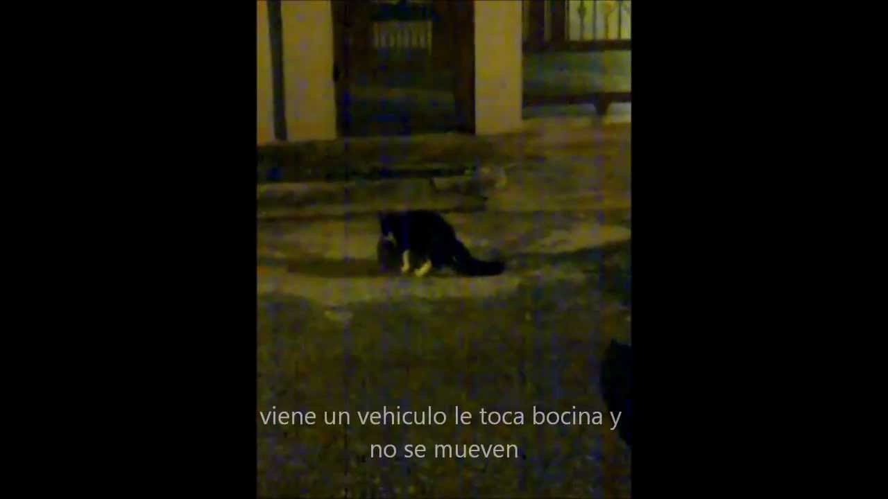 Pareja de Gatos Callejeros apareándose en la calle - YouTube