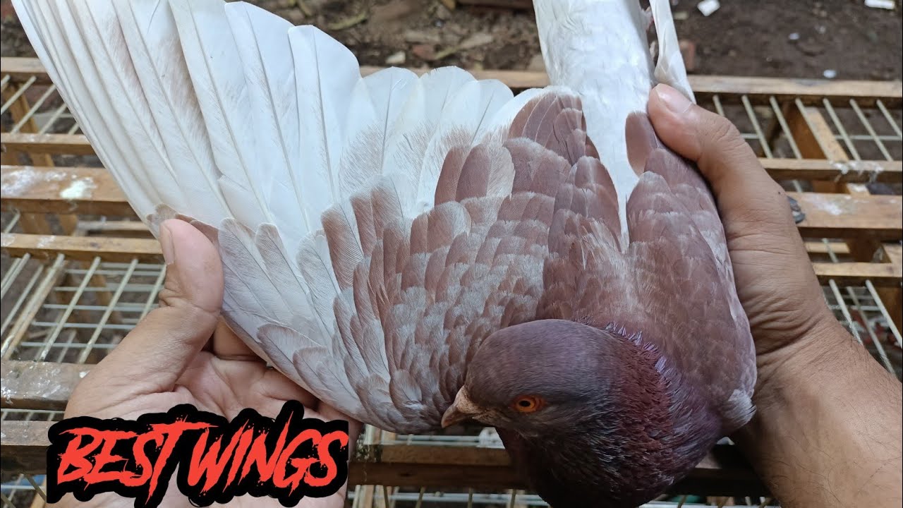 MEMILIH LAR/SAYAP MERPATI YANG TEPAT - YouTube