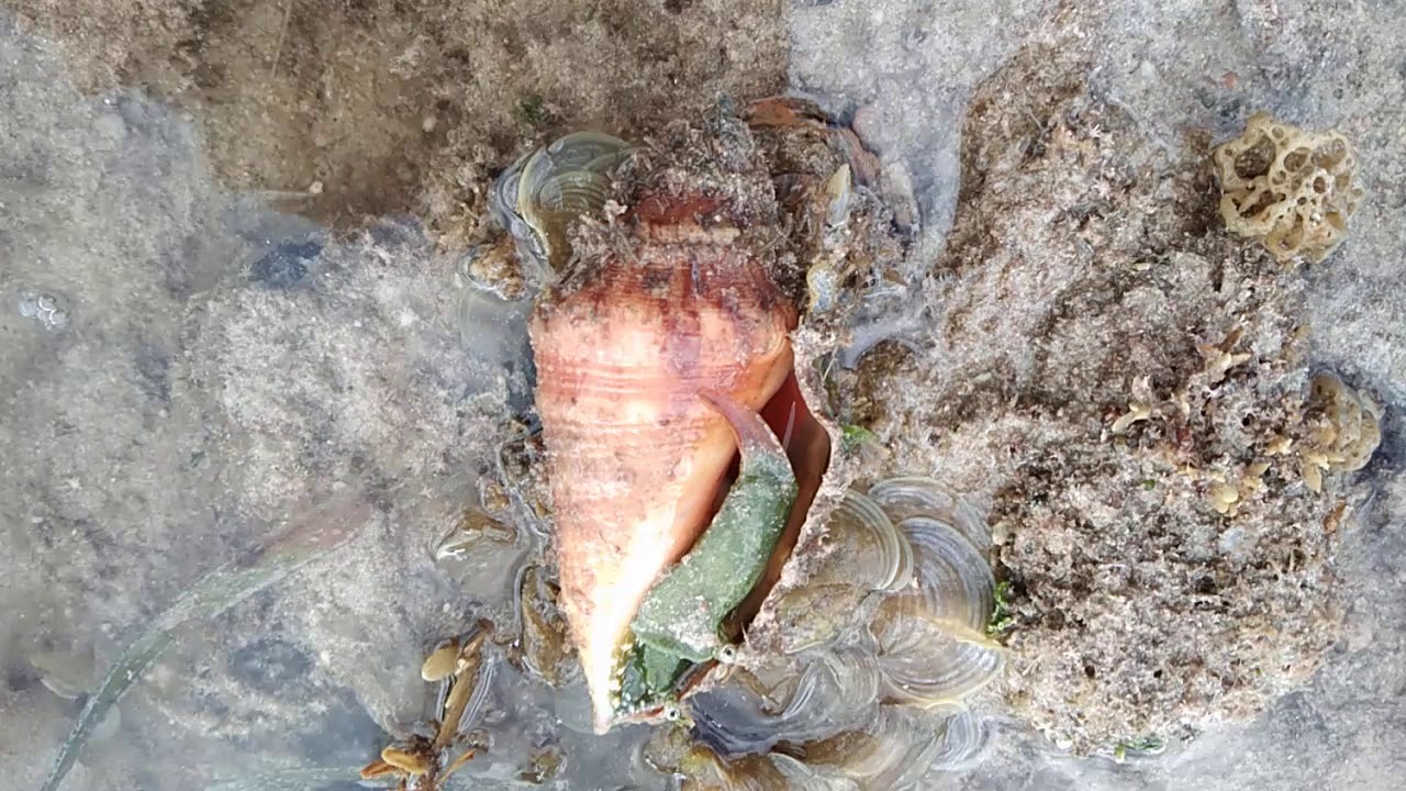 Alive strombus seashell - YouTube