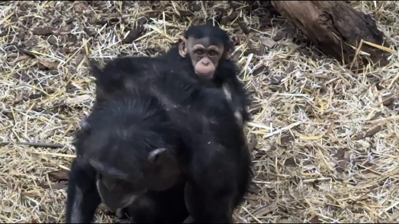 Baby Chimp with her Mother - They are so Sweet - PART 8 ️ 🥰 - YouTube