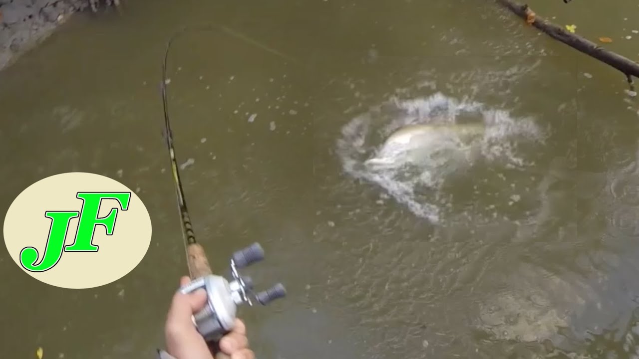 Big Barramundi fishing in Tight Barra Creek Just the Fish EP.262b - YouTube