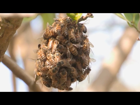 Taming Aggressive Bees - YouTube