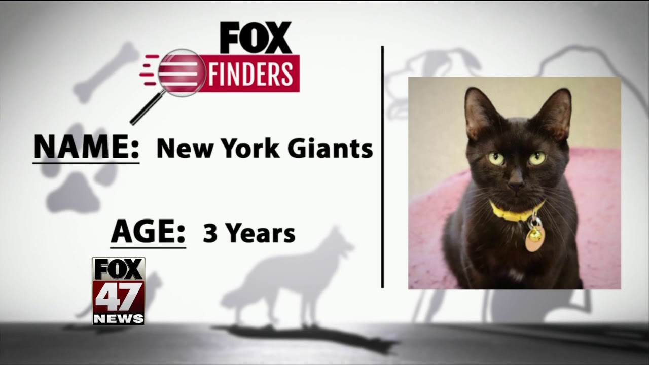 FOX Finders Pet Finder - New York Giants - YouTube